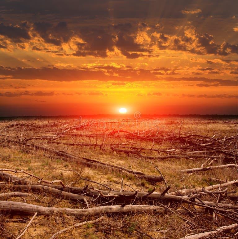 Sunset over dead forest stock photo. Image of dramatically - 32553064