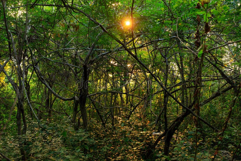 Sunset over dense forest stock photo. Image of evening - 158854518