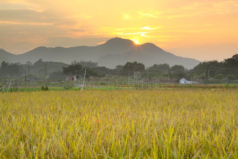Sunset over farm field stock image. Image of golden, dusk - 22148089
