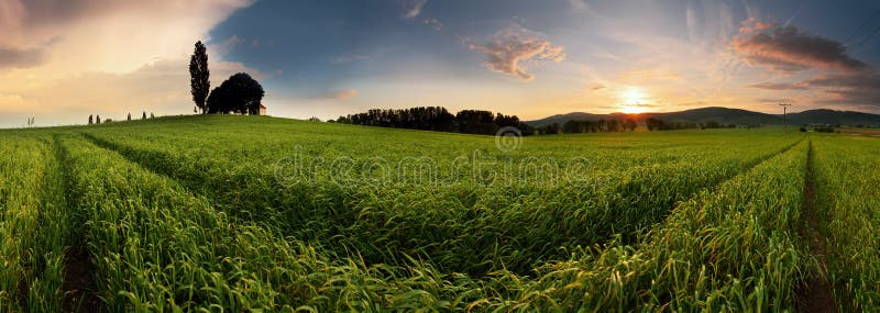 Sunset Over Farm Field with Lone Tree Stock Image - Image of clouds ...