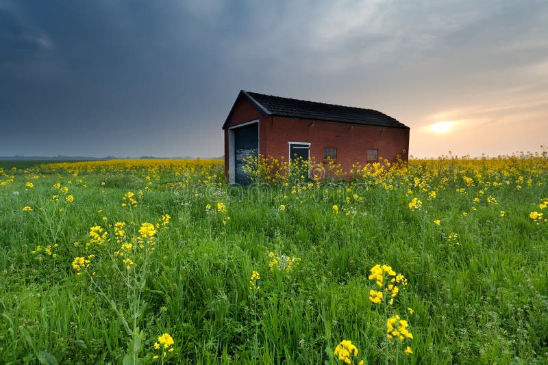 Sunset Over Farmhouse on Rapeseed Flower Field Stock Image - Image of ...
