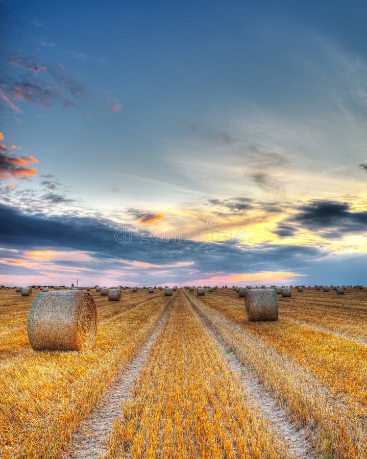 Golden Sunset Over Farm Field Stock Photo - Image of autumn, dramatic ...