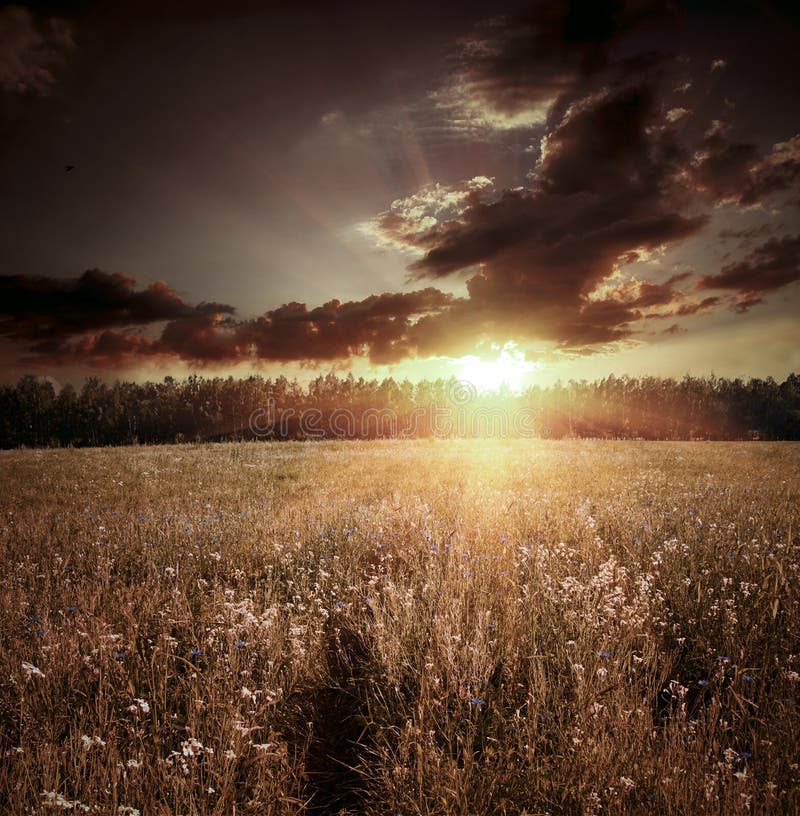 Sunset over wheat field stock image. Image of rural, beauty - 6187171