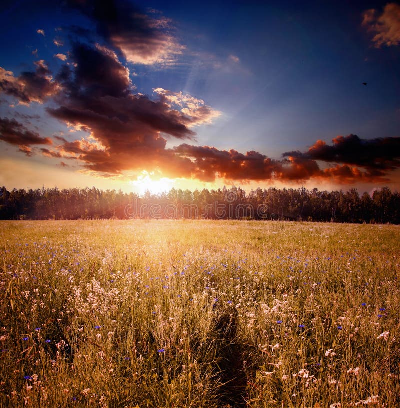 Sunset over wheat field stock image. Image of rural, beauty - 6187171