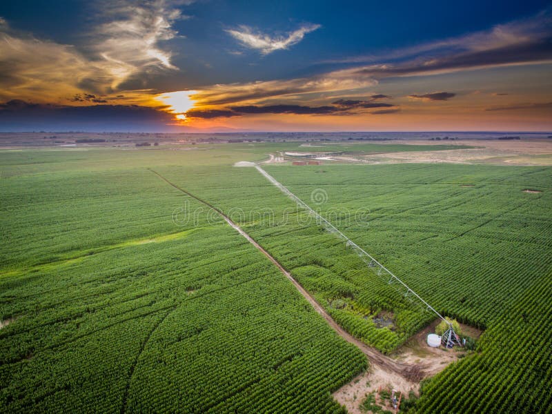 Sunset Over Field of Crops in Colorado Stock Image - Image of natural ...