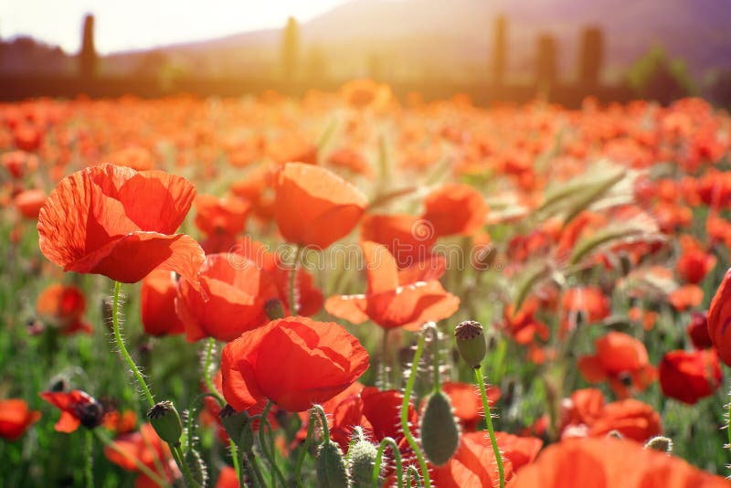 Sunset Over Field with Red Poppies Stock Image - Image of beauty ...