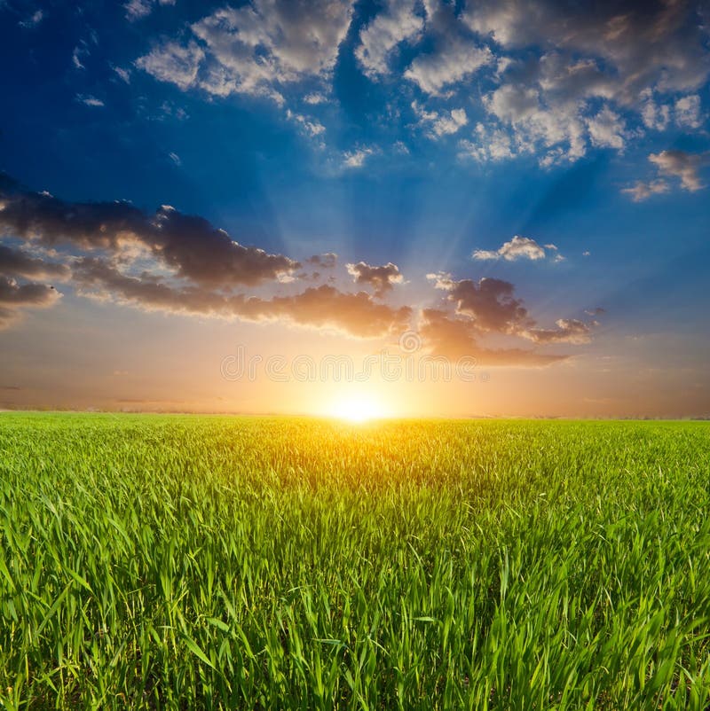 Grass field sunset stock photo. Image of clean, field - 7692132
