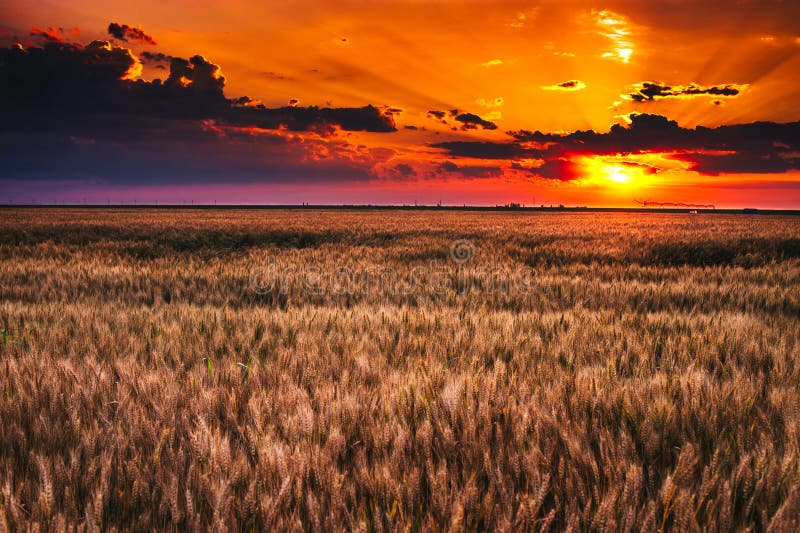 Sunset over field stock image. Image of green, dark, fantasy - 34882317