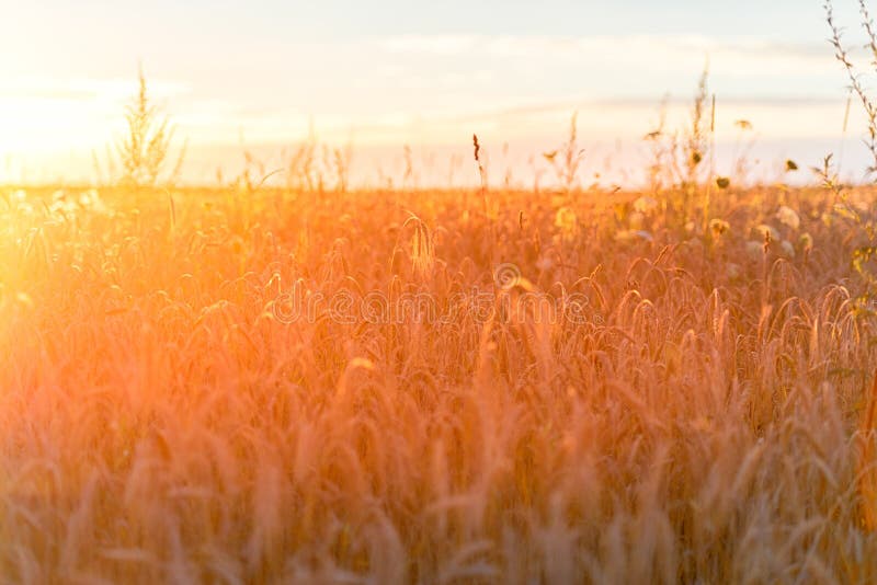 Sunset Over the Field of Wheat. Evening Sky and Sunlight. Stock Photo ...