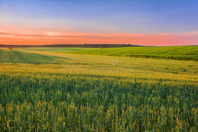 Sunset Over a Field of Young Shoots of Wheat Stock Photo - Image of ...