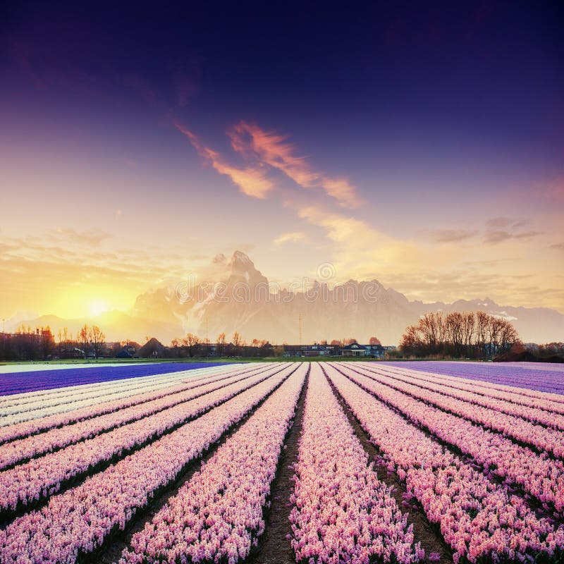 Sunset Over Fields of Daffodils. Holland. Europe Stock Image - Image of ...