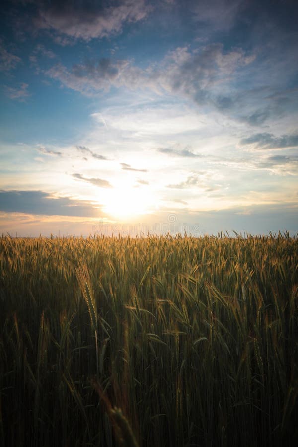 Sunset over the fields stock image. Image of filigree - 90168687