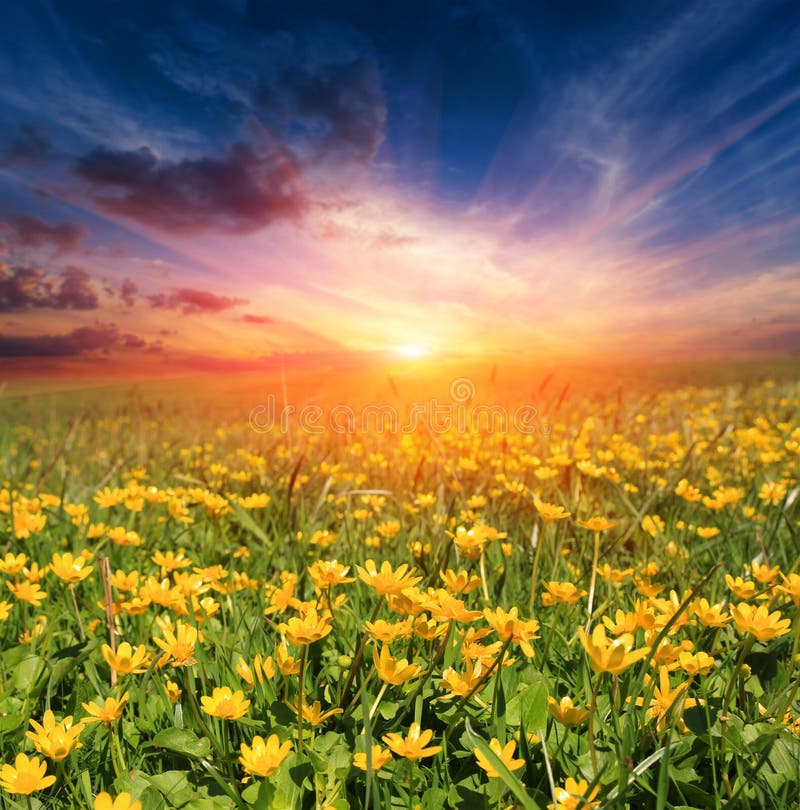 Meadow On Sunset Background Stock Photo - Image of over, farm: 148953174