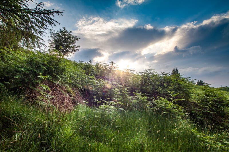 Sunset over forest stock image. Image of night, outdoors - 94904025