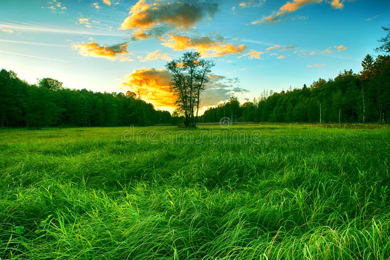 Sunset over a forest glade stock image. Image of bend - 155331231