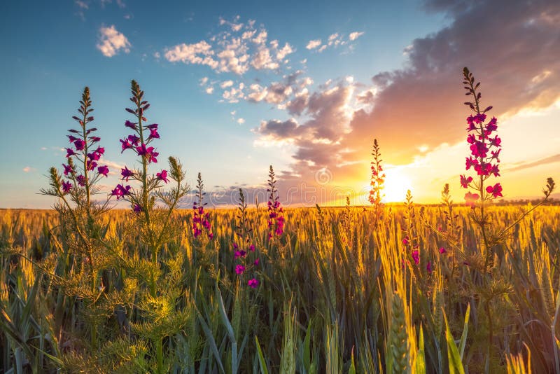 Sunset Over Fresh Wheat Field and Wild Flowers Stock Photo - Image of ...