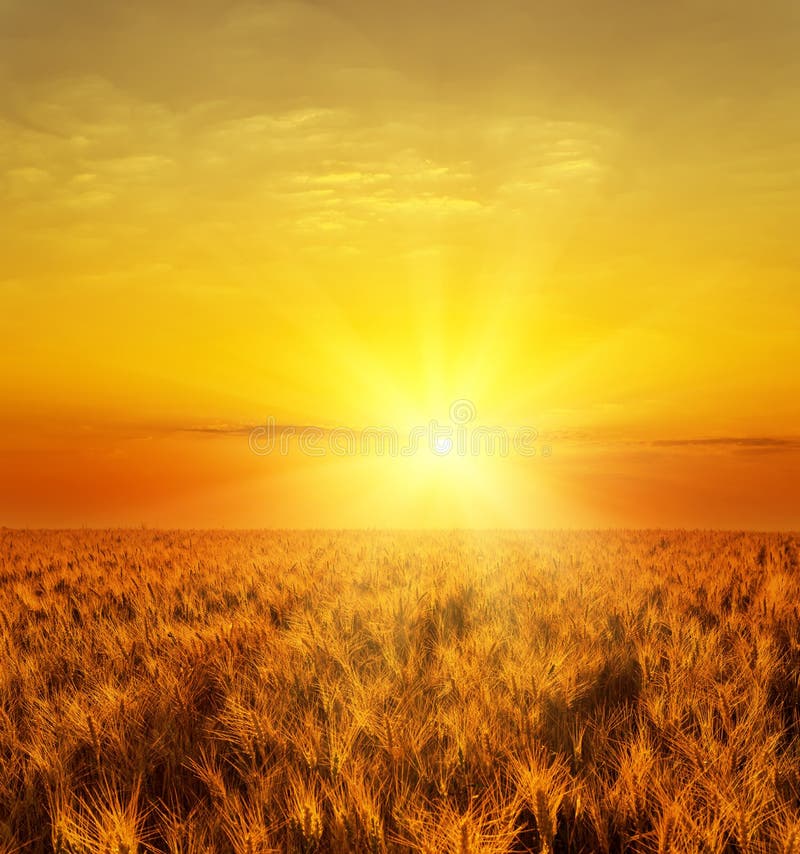 Sunset Over Golden Color Harvest Stock Image - Image of farm, cereal ...