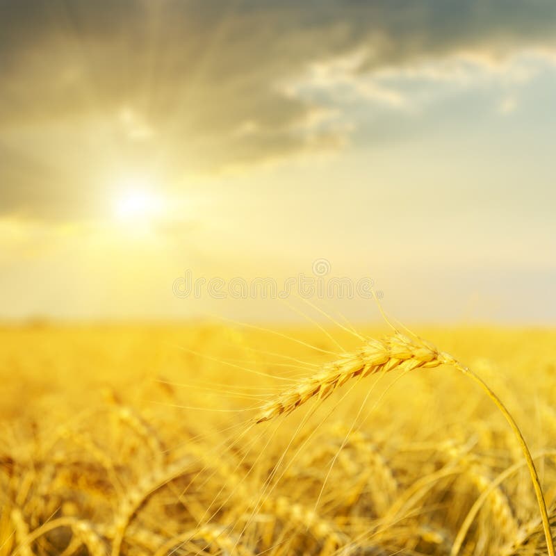 Sunset over golden field stock photo. Image of cereal - 27889930