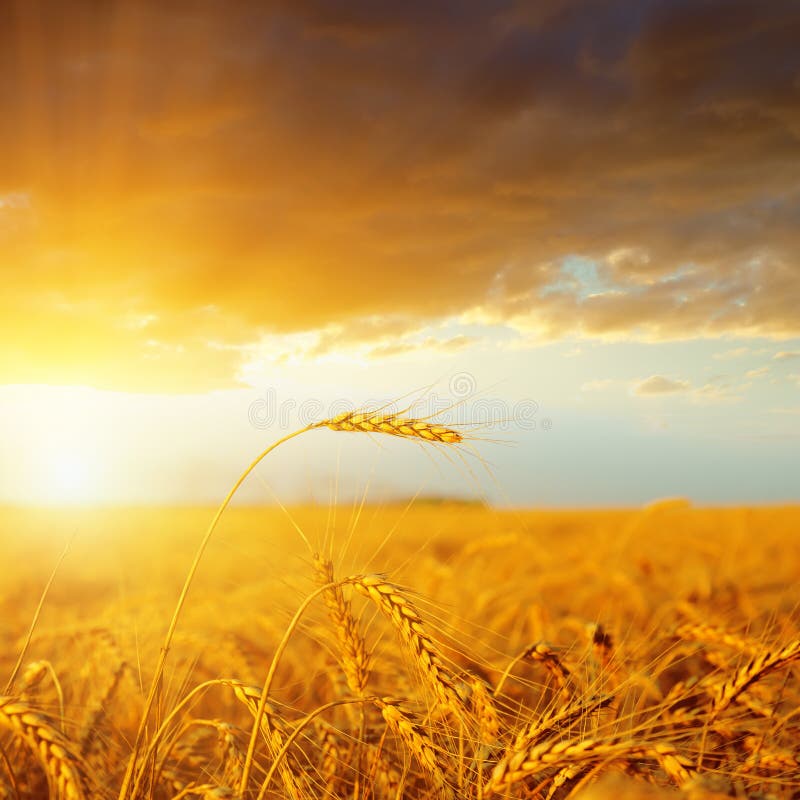 Sunset over golden harvest stock image. Image of land - 35942875