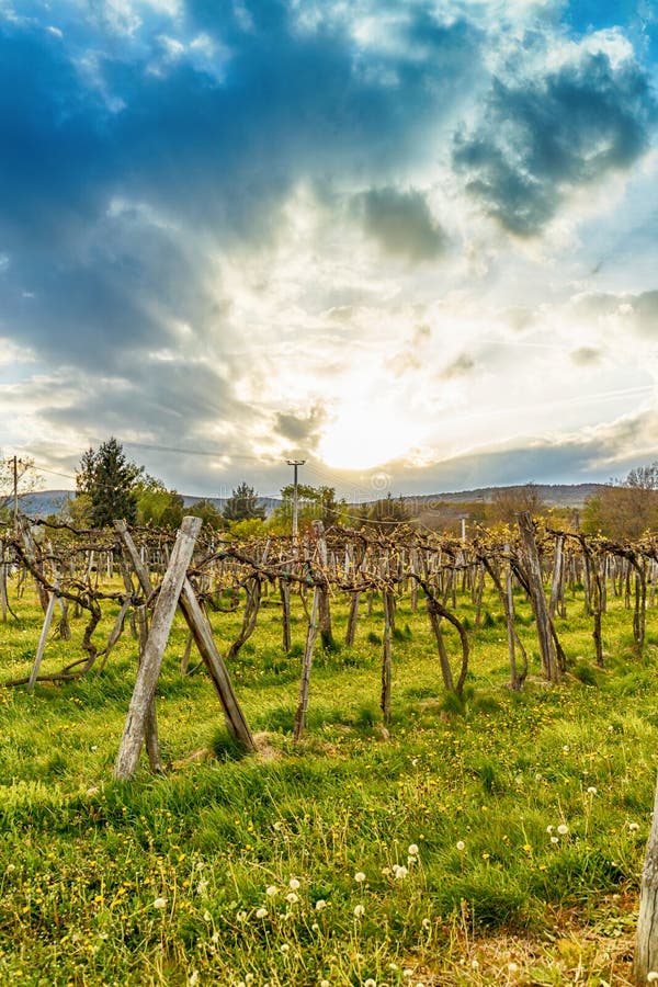 Sunset over grape vineyard stock image. Image of wine - 91985917