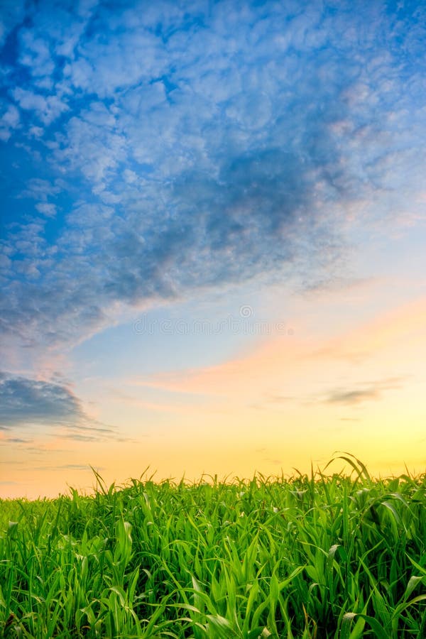 Sunset over grass stock image. Image of beauty, outdoor - 10323735