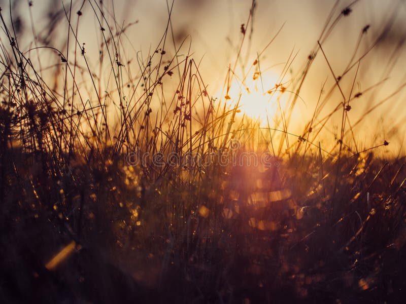 Sunset Over Grass In Meadow Picture. Image: 82995006