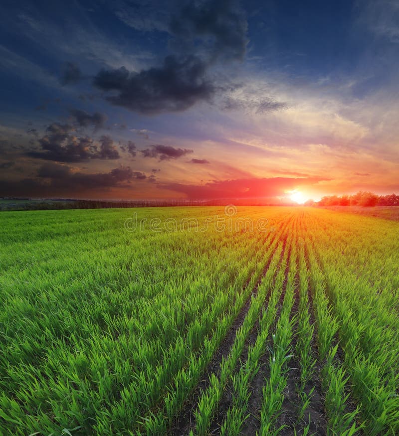 Sprouts of a Crop in a Field at Sunset. Young Shoots on the Field at ...