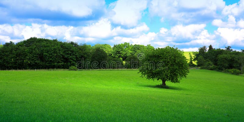 Tree on green meadow. stock photo. Image of horizon - 119478546
