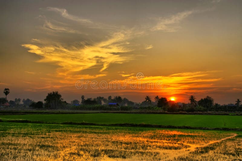 The Dead Tree in Rice Field Stock Image - Image of beautiful, nature ...