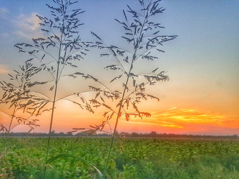 Sunset over the greenfield stock image. Image of steppe - 193834925