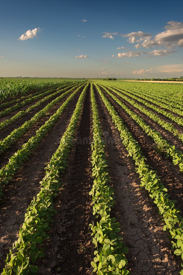 Open Soybean Field at Sunset Stock Image - Image of industry, sundown ...