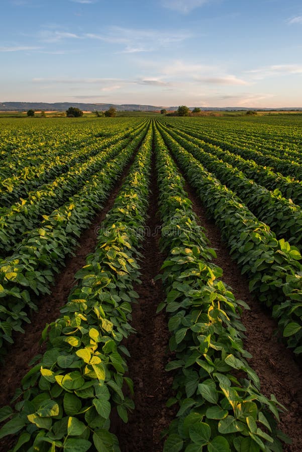 Open Soybean Field at Sunset Stock Photo - Image of crop, cloud: 324922146