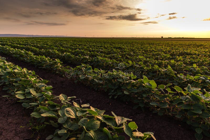 Open Soybean Field at Sunset Stock Photo - Image of darkening, outdoor ...