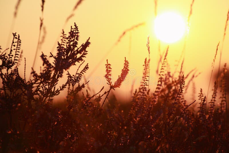 Sunset Over Heather Flowers Stock Image - Image of grow, evening: 90888213