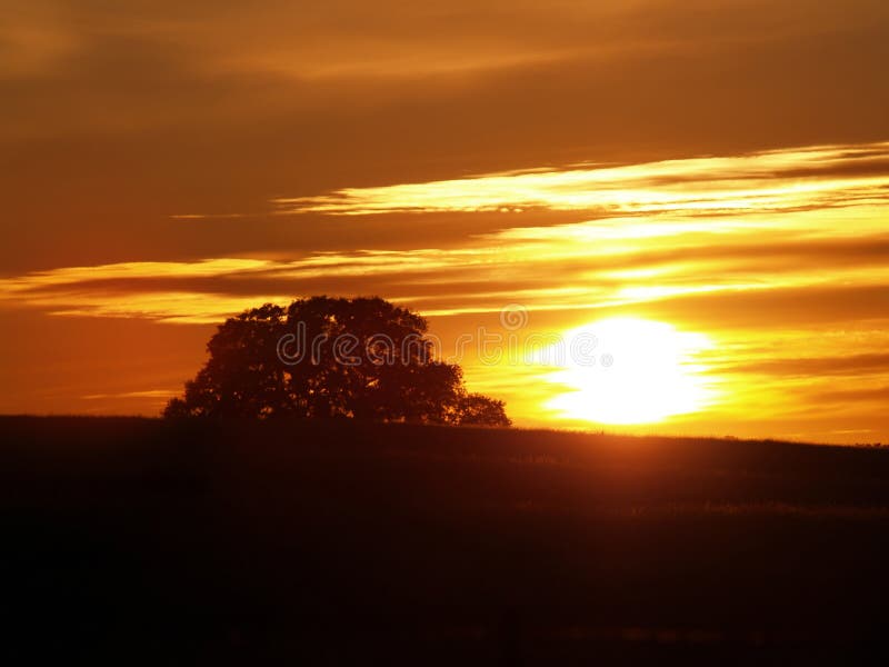 Sunset Over Hill with Canopy of Oak Tree Stock Photo - Image of sunset ...