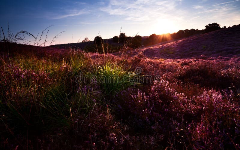 Sunset Over Hill with Flowering Heather Stock Photo - Image of meadow ...