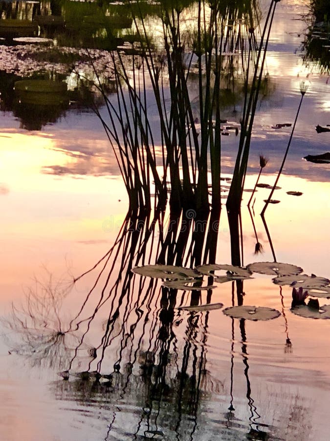 Pond at Sunset stock photo. Image of pond, nirth, carolina - 125080604