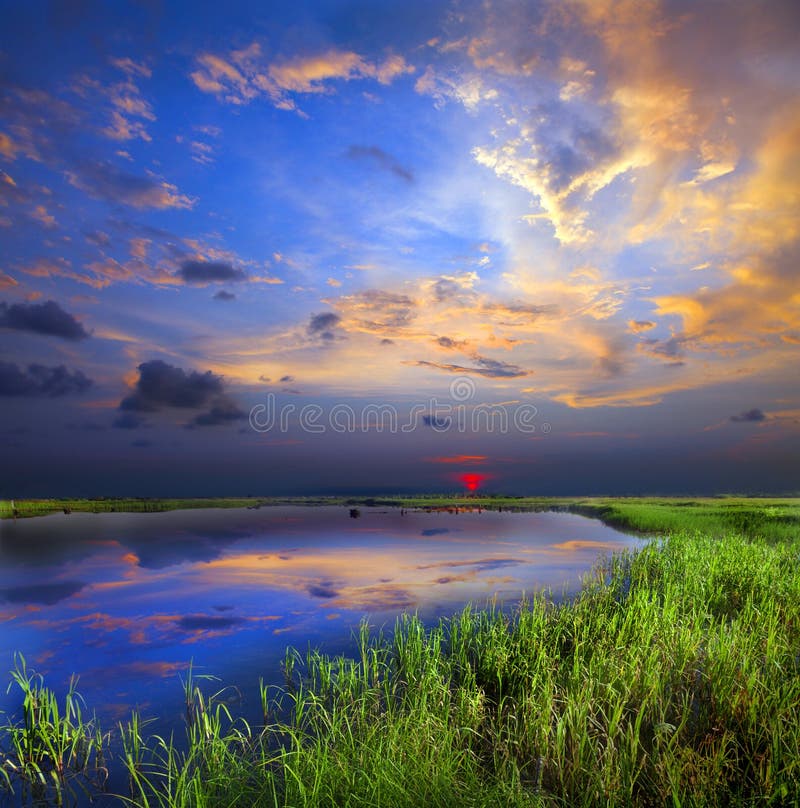 Morning in spring forest stock photo. Image of nature - 13104272