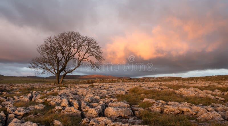 Sunset Over Lone Tree, Yorkshire Dales Stock Image - Image of landscape ...