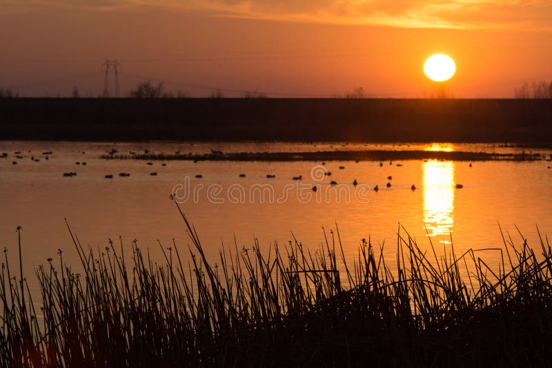 Sunset Over Marshland Ducks Stock Photo - Image of sunset, hour: 371773924