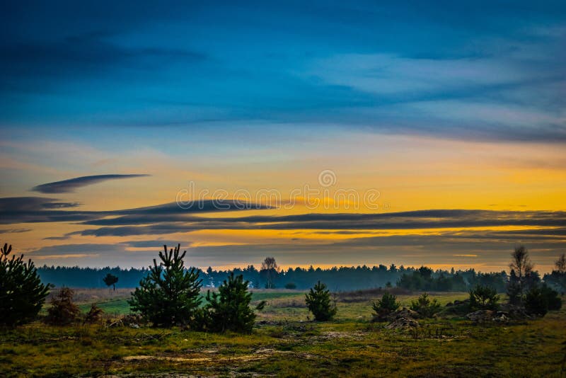 Sunset Over the Meadow Covered with Pine Trees Stock Photo - Image of ...