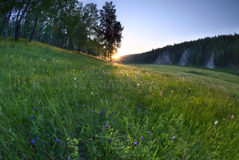 Summer Landscape with Flowers on a Meadow and Sunset Stock Photo ...