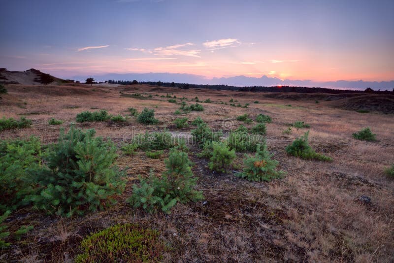 Sunset Over Meadow with Small Pine Trees Stock Image - Image of drenthe ...