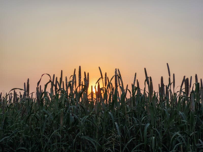 Sunset Over a Millet Field in the Countryside Stock Image - Image of ...
