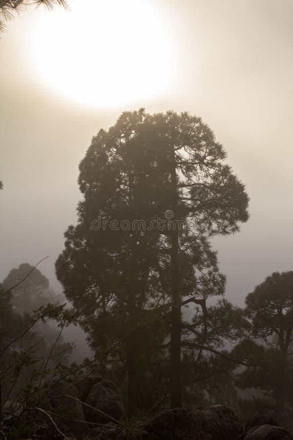Sunset Over Misty Pine Tree Forest Stock Photo - Image of shadow, moody ...