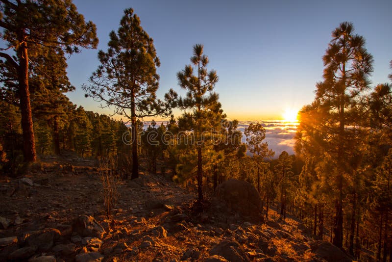 Sunset Over Misty Pine Tree Forest Stock Image - Image of jungle, magic ...