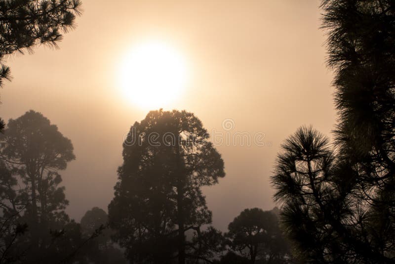 Sunset Over Misty Pine Tree Forest Stock Photo - Image of magical ...