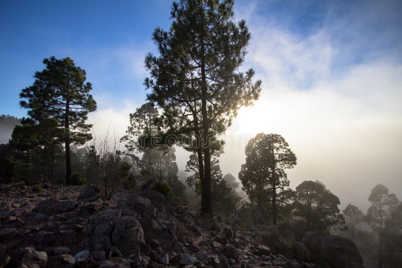 Sunset Over Misty Pine Tree Forest Stock Photo - Image of mysterious ...