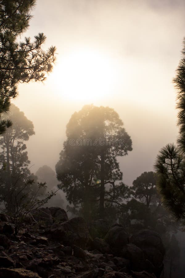 Sunset Over Misty Pine Tree Forest Stock Photo - Image of forest ...