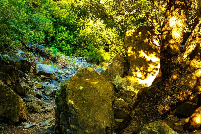 Path in Dense Northern Forest Landscape in Swedish Lapland with Flowers ...